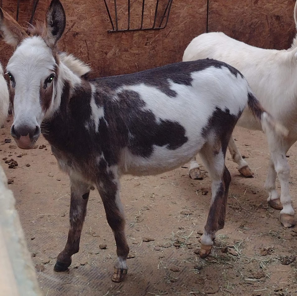 Jennets – Cabinwood's Northend Acres